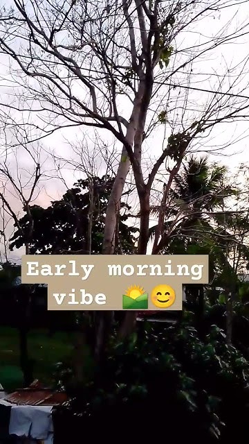 Early Morning Vibe 🌻😊🌄 what's the sound of your morning?#morning #thankYouLord #nature #bird # ...