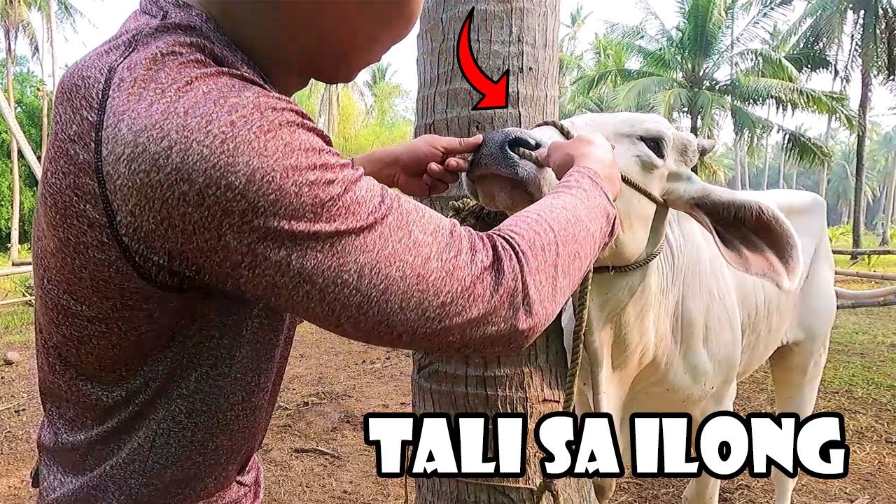 Pano Paamuin ang Baka? - YouTube