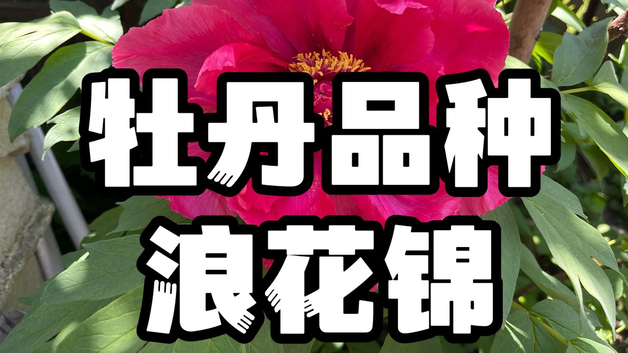 青石话牡丹芍药 喜荫牡丹品种：浪花锦 Tree Peony:Naniwa Nishiki - YouTube