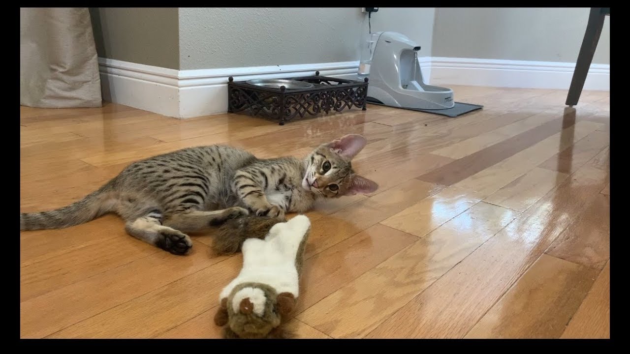 Happy Cat Hops around excitedly while playing with his toy😻😻/Cute cat ...