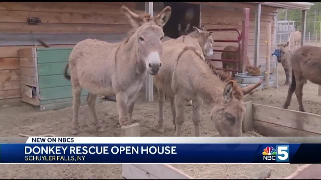 Farm holds open house for donkey adoption - YouTube