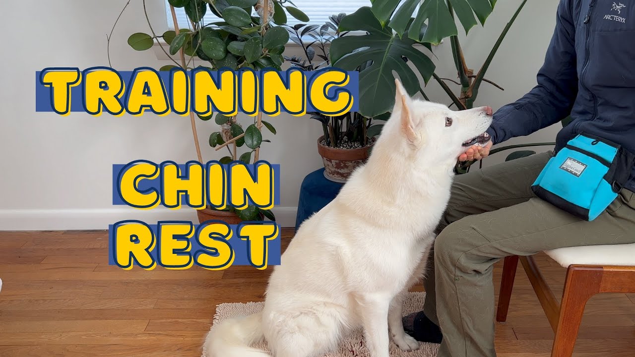 How to Train a Chin Rest | Dog Training - YouTube