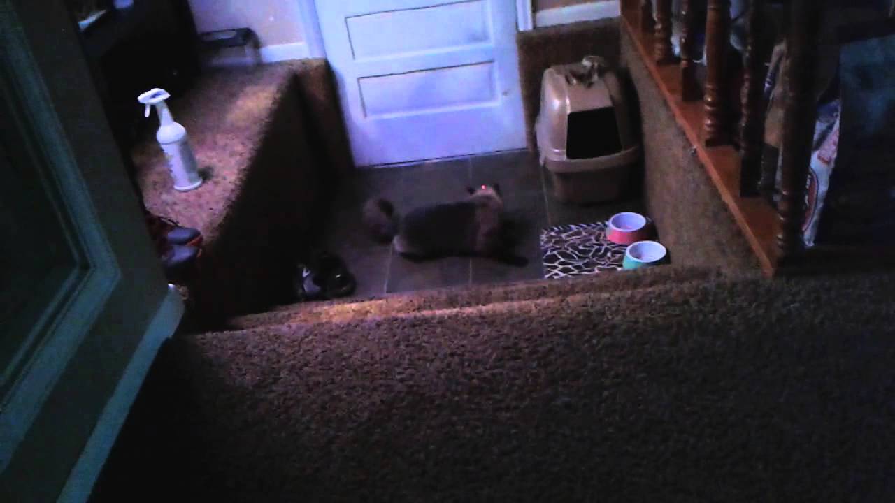 Cute cat chasing laser - YouTube