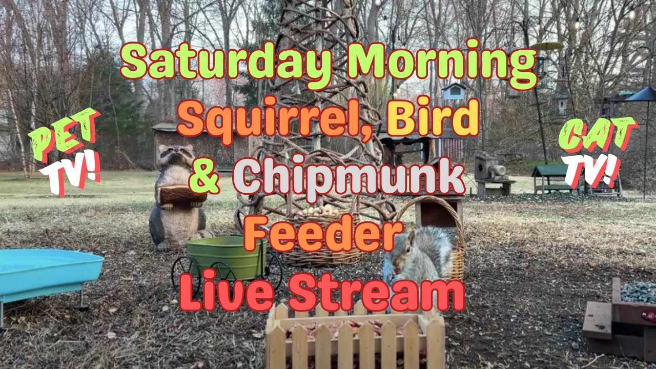 Saturday Morning Squirrel, Bird & Chipmunk Feeder Live Stream PET TV ...