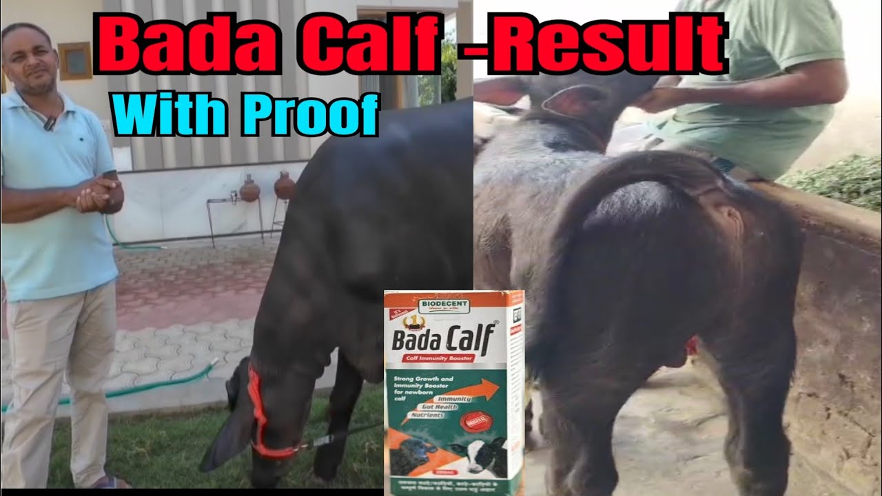 Bada Calf || How To Use ||Result,Doses And Price||#badacalf #calf # ...