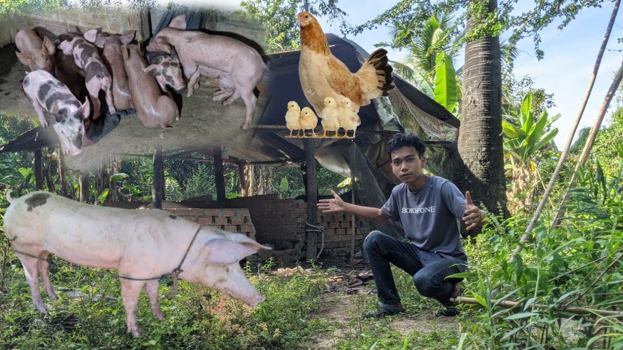 Simple Farm Life: Caring for Pigs and Chickens - YouTube
