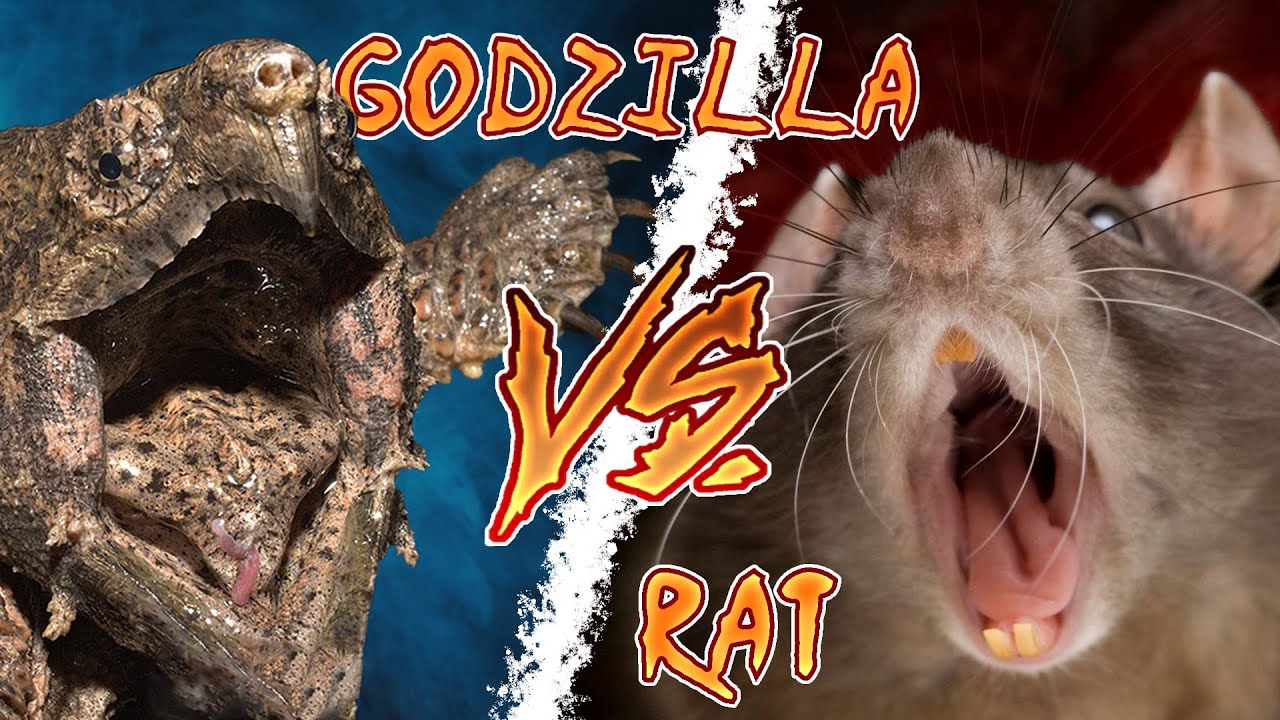 Rat VS Common Snapping Turtle and Monitor Lizards - YouTube