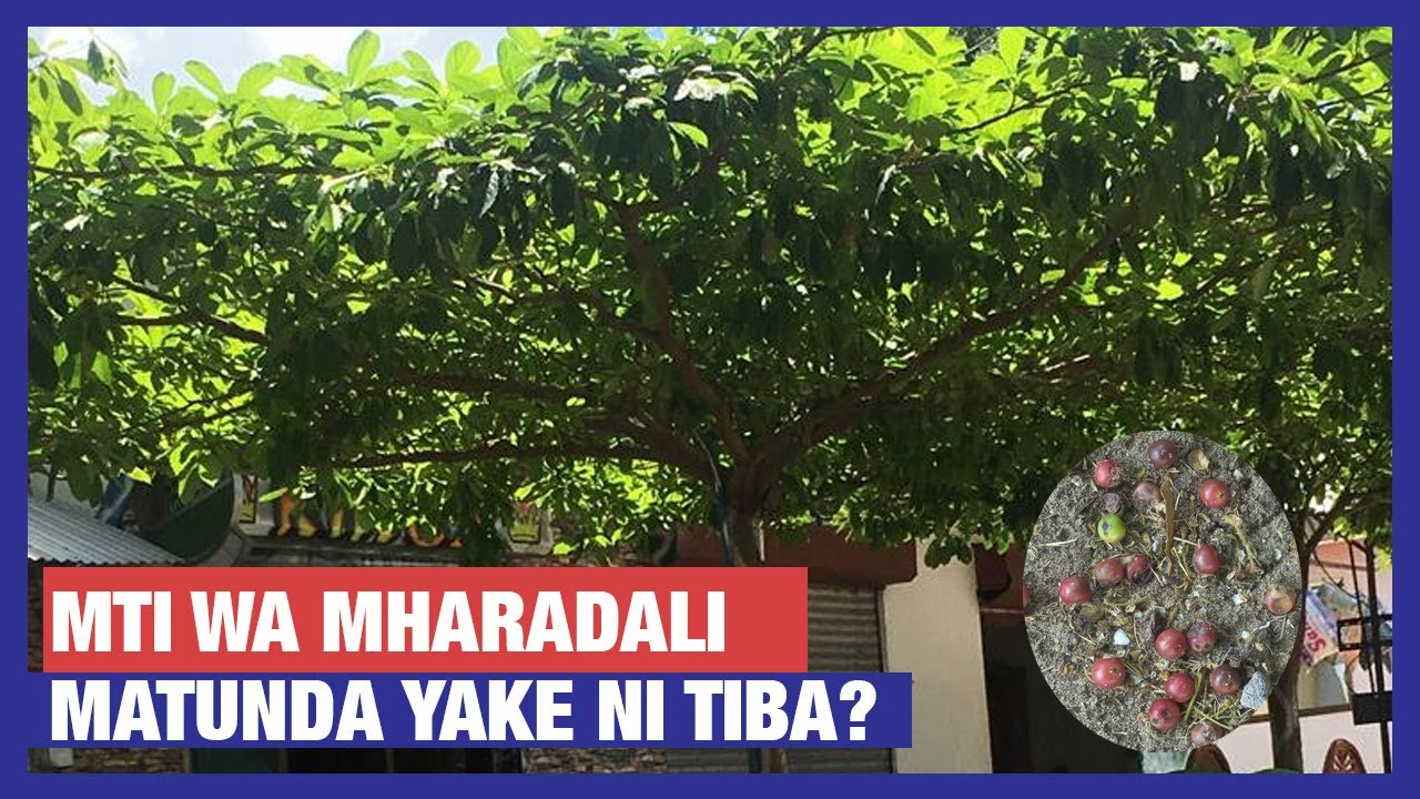 JE, NI KWELI MATUNDA YA MTI WA MHARADALI NI TIBA ? - YouTube