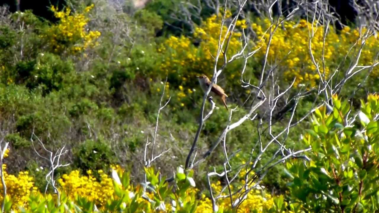 les trilles du rossignol philomèle en Provence - YouTube