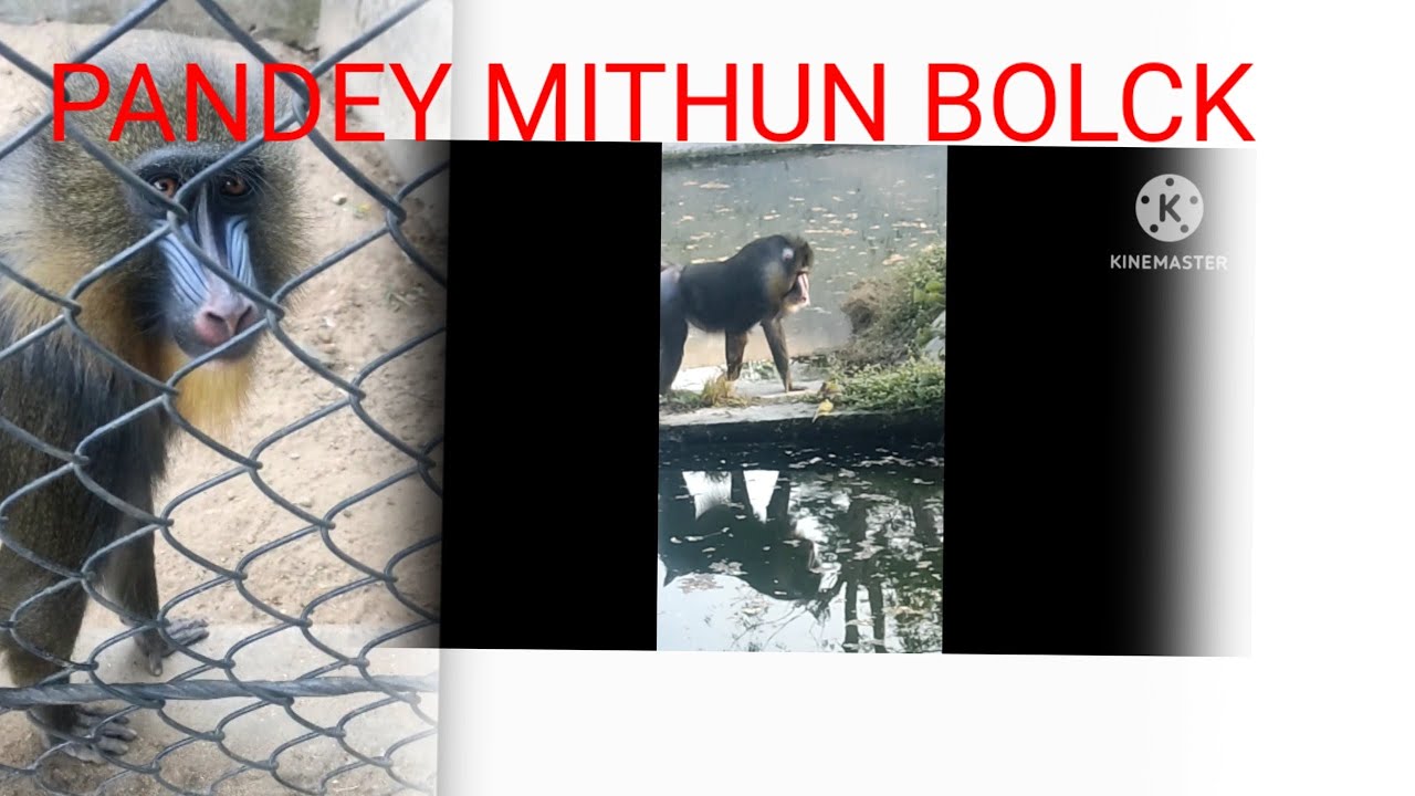 Monkey King Pandey Mithun YouTube block Mithun new official youtube ...