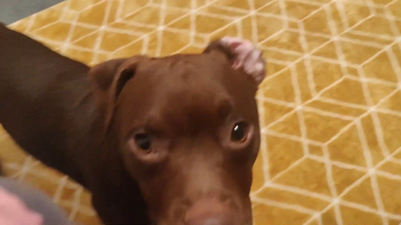 Nugs The Dog Q+A - YouTube