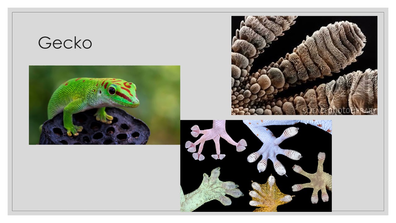 Friction in the animal kingdom - YouTube