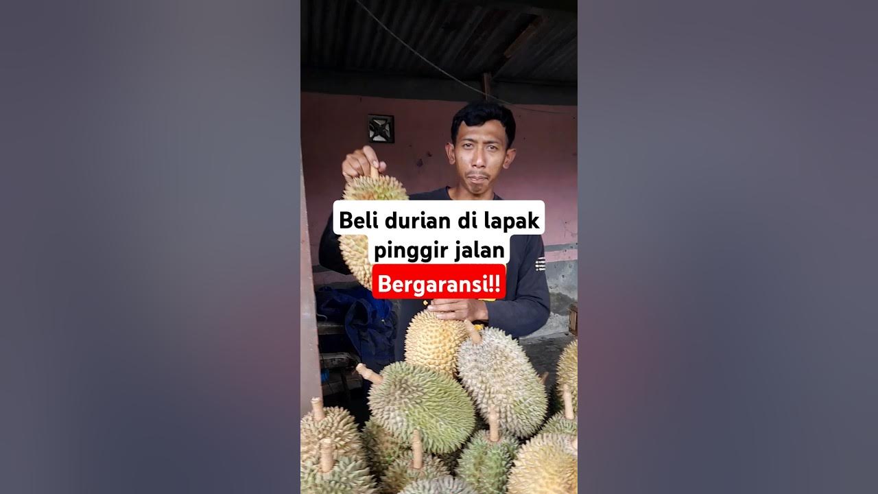durian bergaransi dengan harga berfareasi. - YouTube