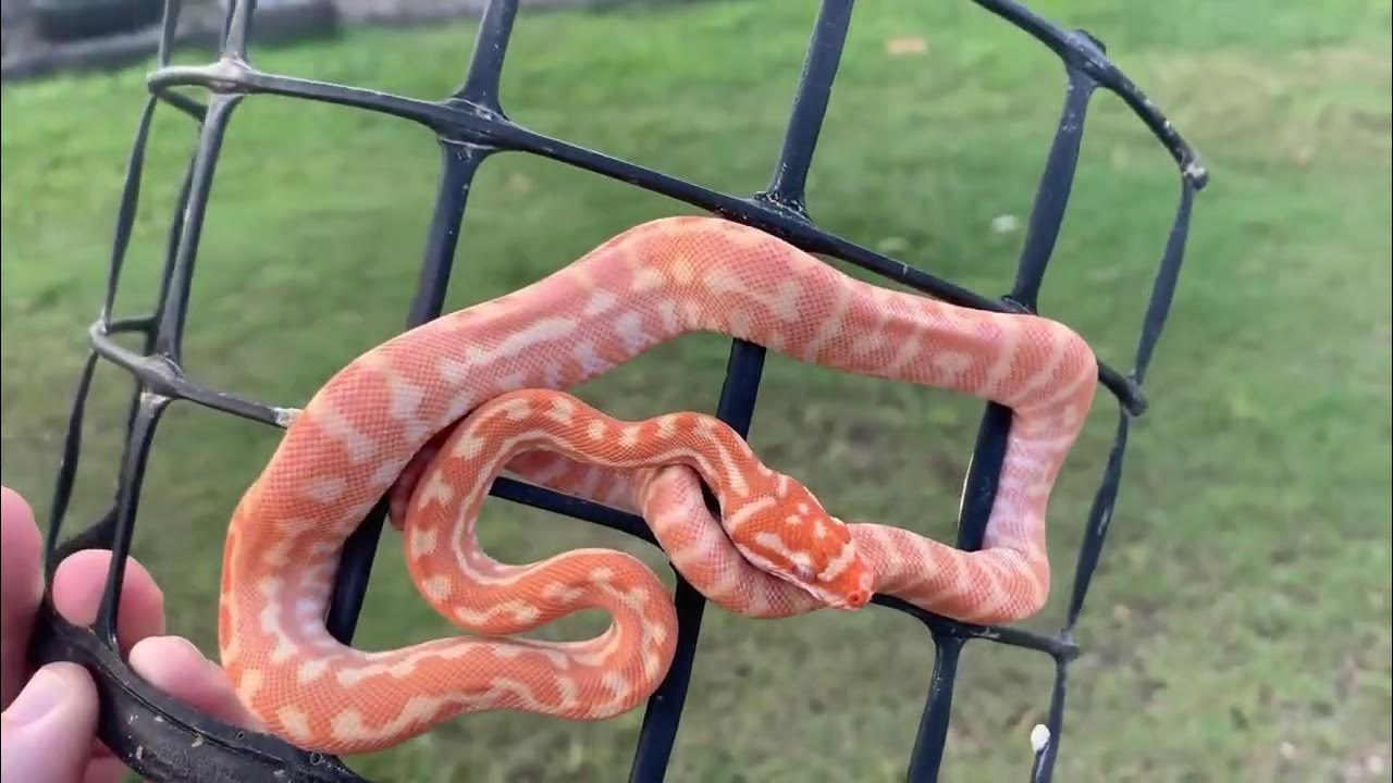 albino bredli carpet python @designercarpetpythons - YouTube