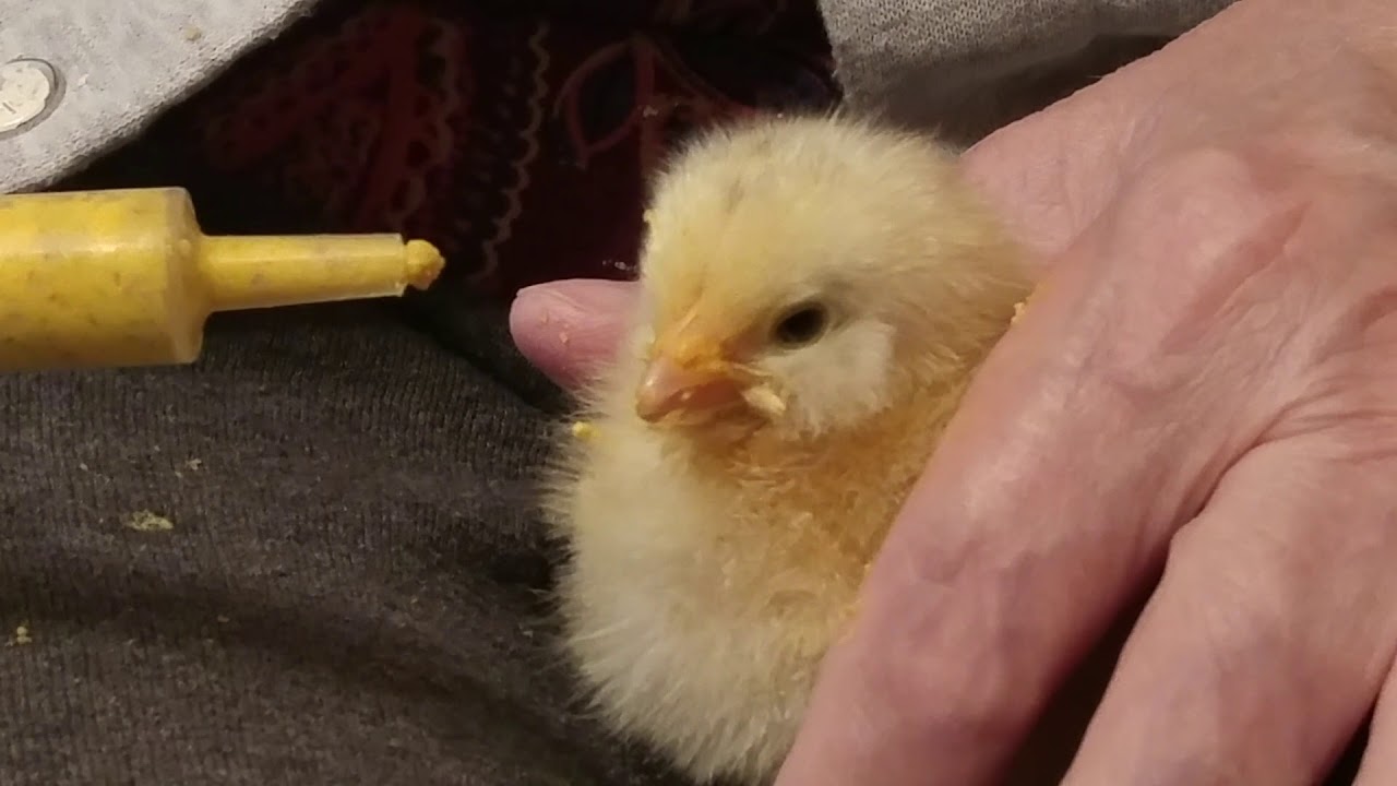 Baby chick that needs help eating - YouTube