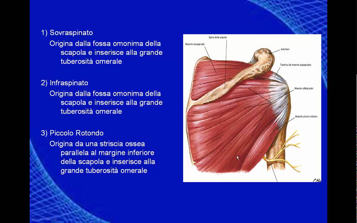 Cuffia dei Rotatori - YouTube