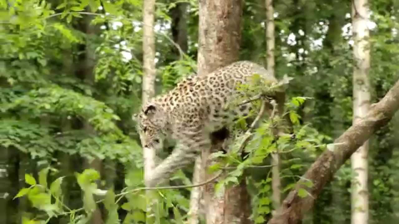 Parc des félins : panthère de Perse / Persian leopard - YouTube