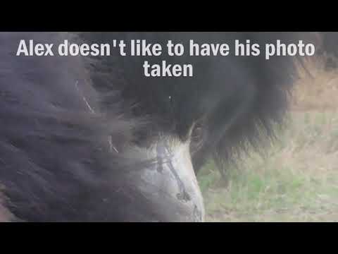 Alex the bear - YouTube