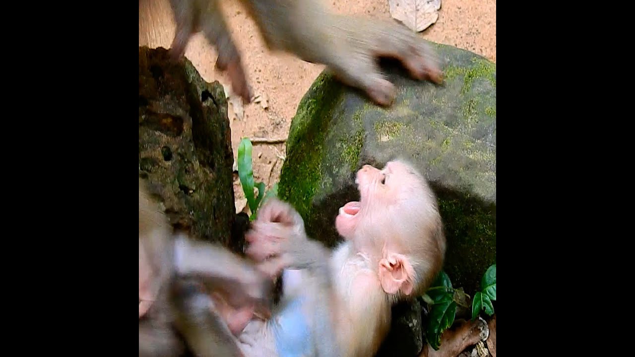 Baby monkey weeping loudly - YouTube