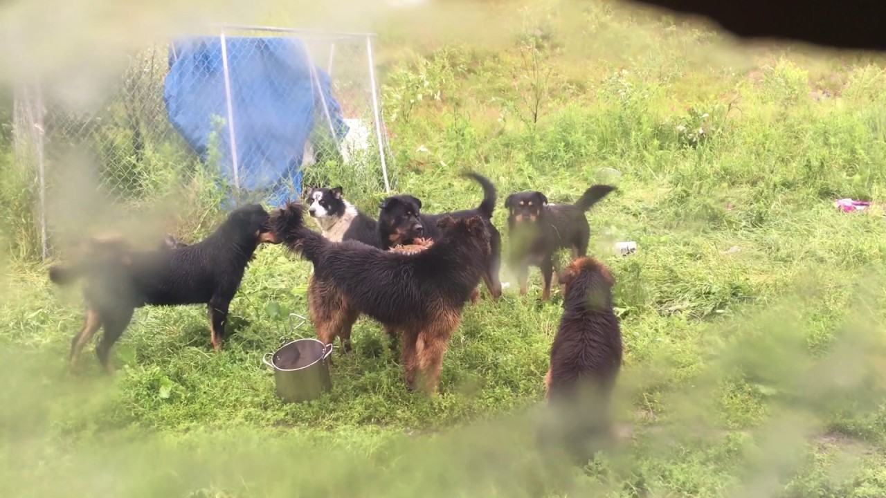 Life of a Rez Dog: The pack grows and fights for Dominance - YouTube