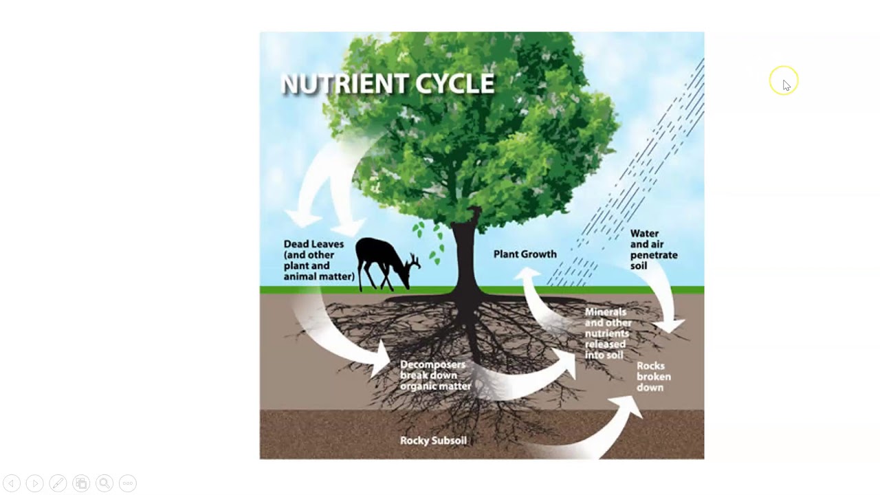 Trees and Forests Lesson 2 - YouTube
