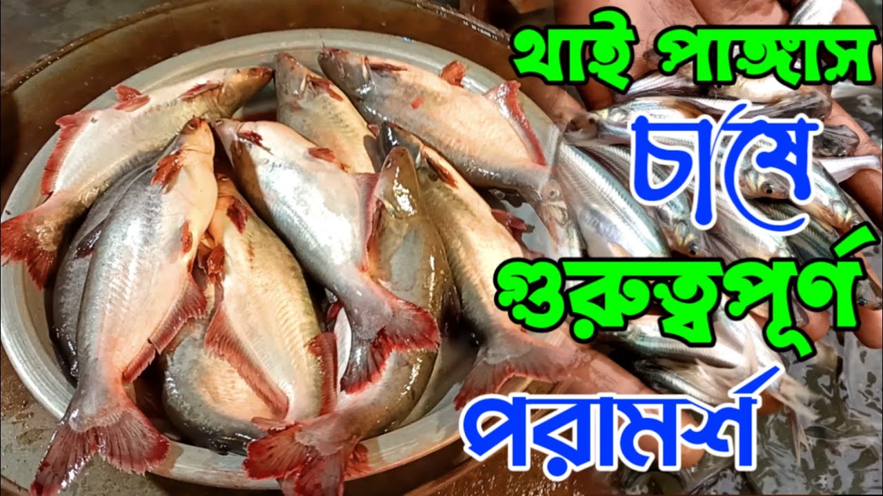 থাই পাঙ্গাসের সেরা চাষ পদ্ধতি | থাই পাঙ্গাস মাছের পোনা | পাংগাস মাছ ...