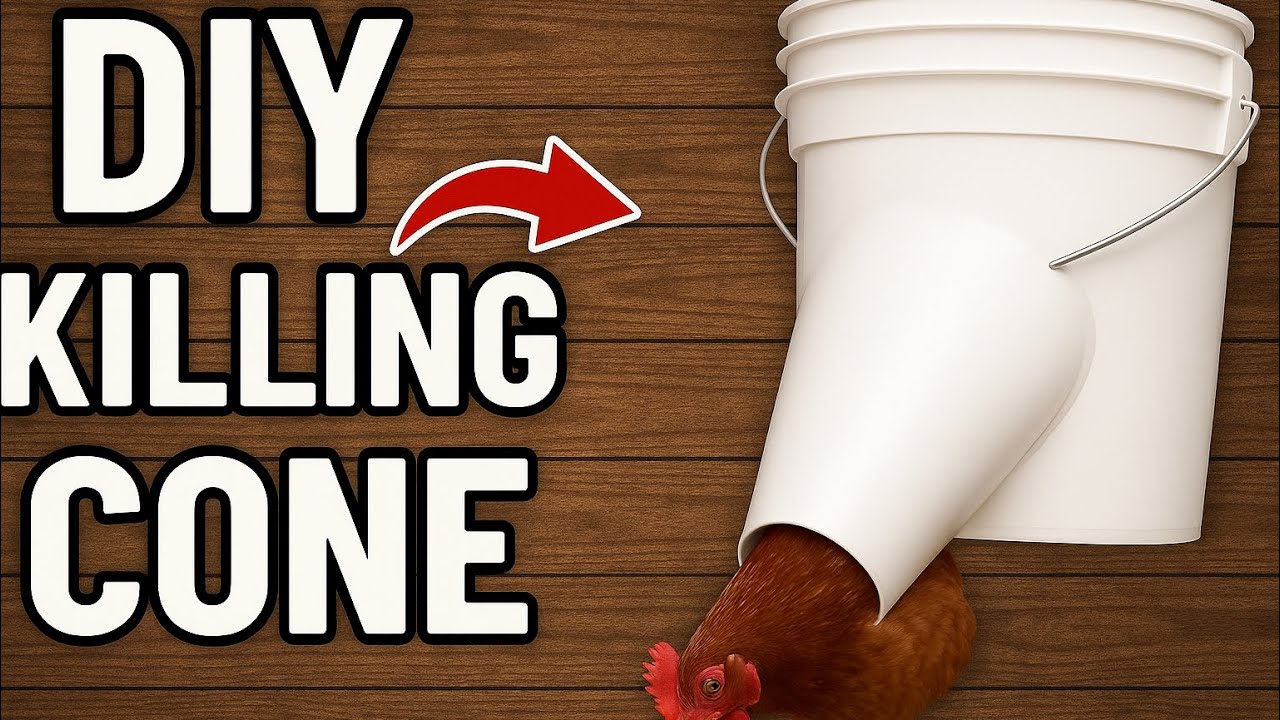 How to Humanely Kill Your Own Chickens (DIY Cone Tutorial) - YouTube