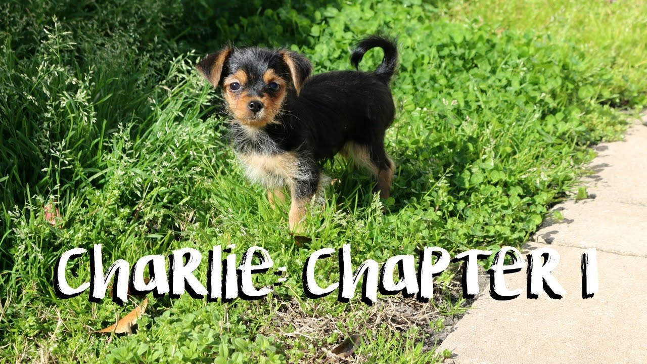 Charlie: Chapter 1 - YouTube