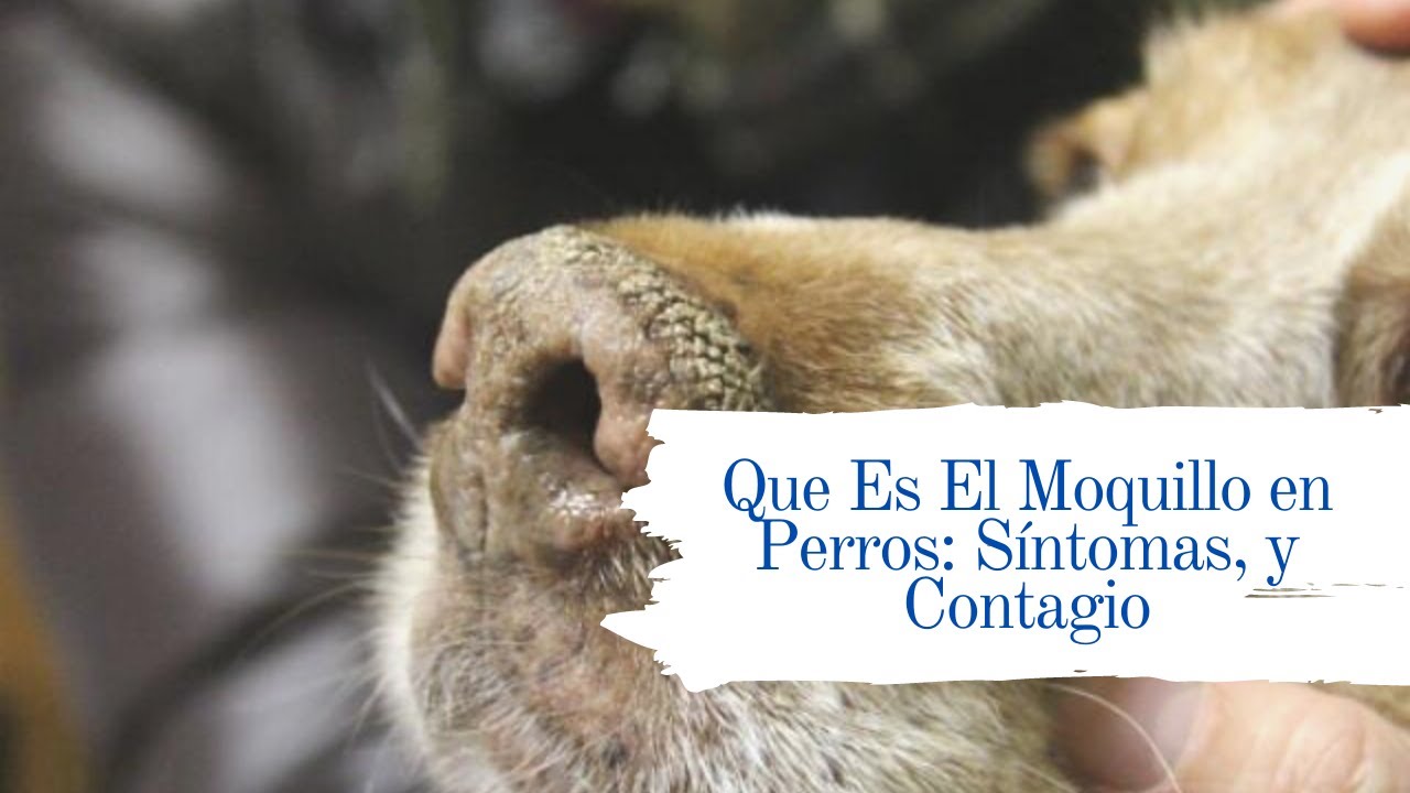 Que Es El Moquillo en Perros: Síntomas, y Contagio - YouTube