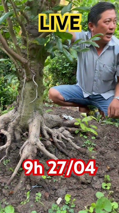 LIVE Gl phôi mai vườn 📞0971229910 Liêm - YouTube