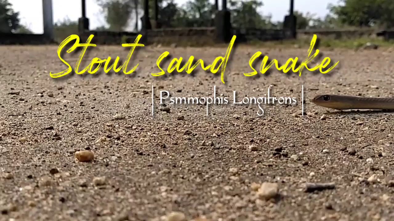 जाड रेती सर्प stout sand snake - YouTube