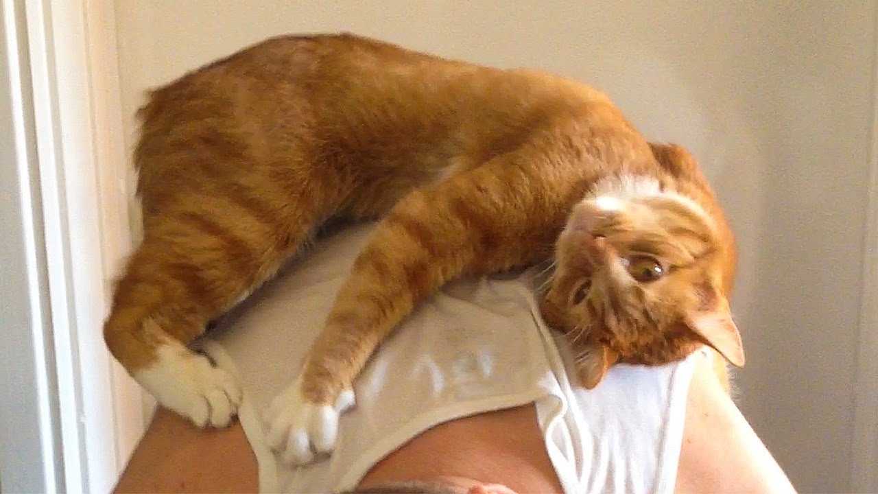 World's snuggliest cat greets his favorite human | Oppa the Orange Cat ...