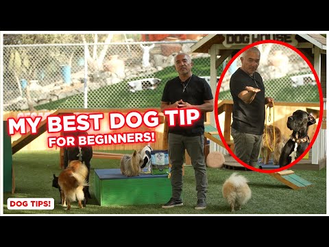 MY BEST ADVICE FOR BEGINNER DOG OWNERS | DOG TIPS