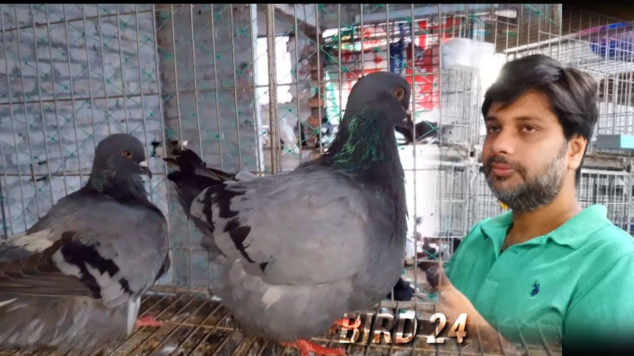 French Mondain Incredibly BIG Fancy Pigeon in the World || World's ...