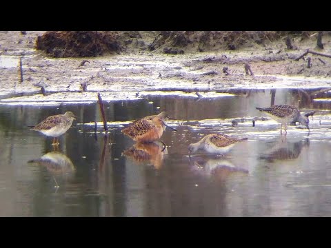 Long billed Dowitcher, Wilson's Snipe and Yellowlegs Feeding (4K) - YouTube