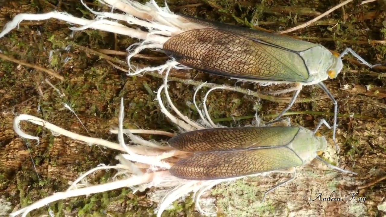 Courtship of Wax-tailed Planthoppers, Pterodictya reticularis - YouTube