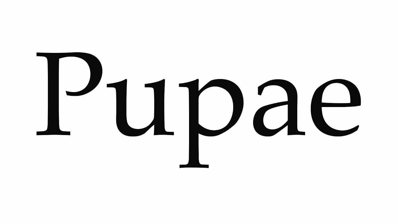 How to Pronounce Pupae - YouTube