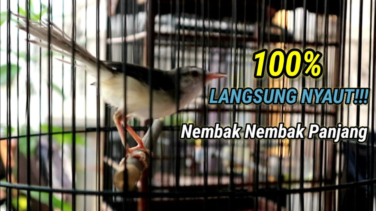 ciblek sawah gacor, nembak nembak ampuh untuk pancingan ciblek sawah ...