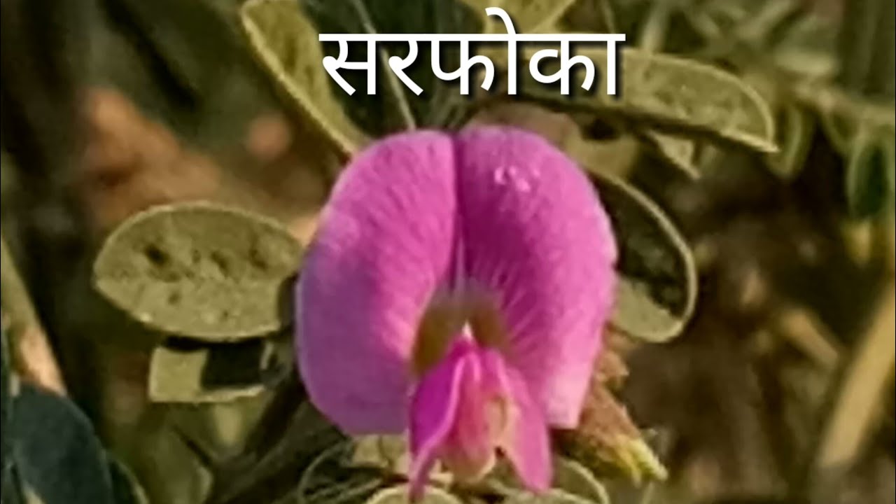शरपुंखा कई रोगाे को नेस्तनाबूद करदेगा- purple tephrosia - sarpunkha ...
