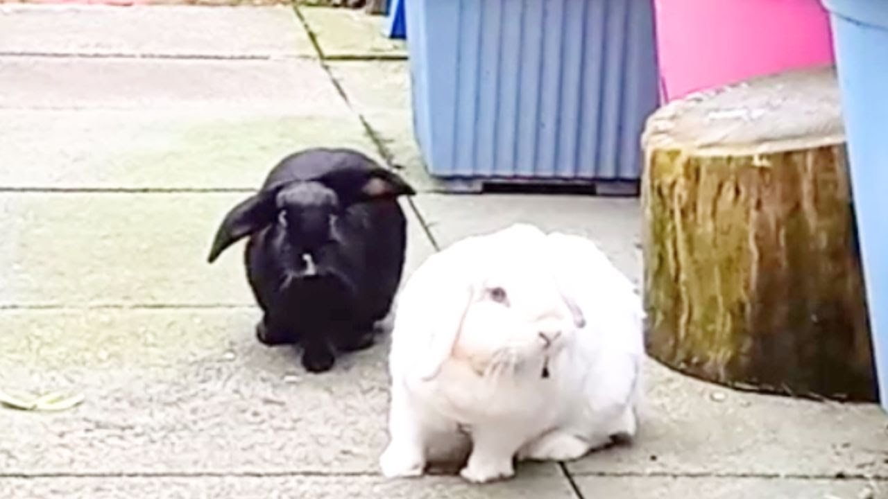 funny rabbits and cat - YouTube