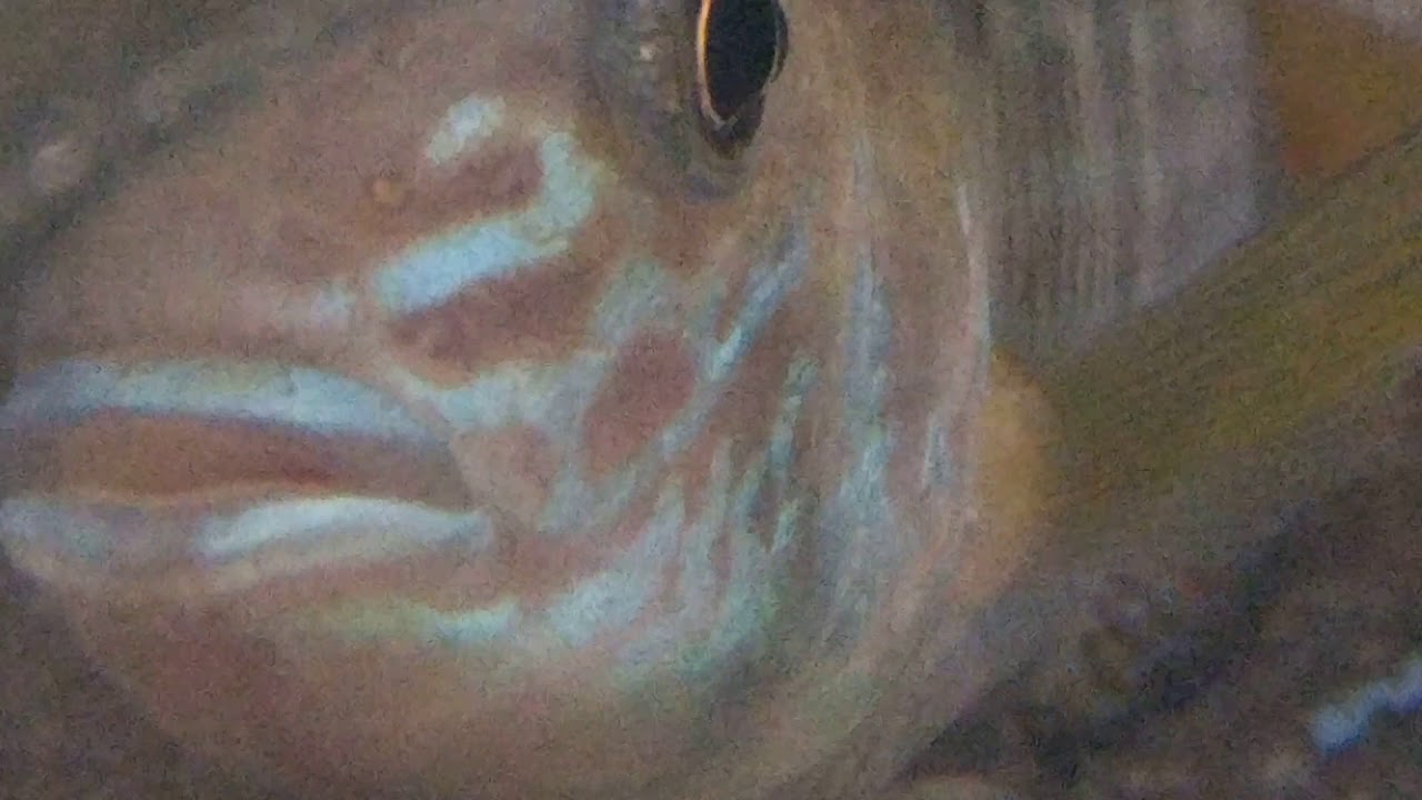 Green Terror Fish in Bottle amazing close up Video | American Cichlid ...