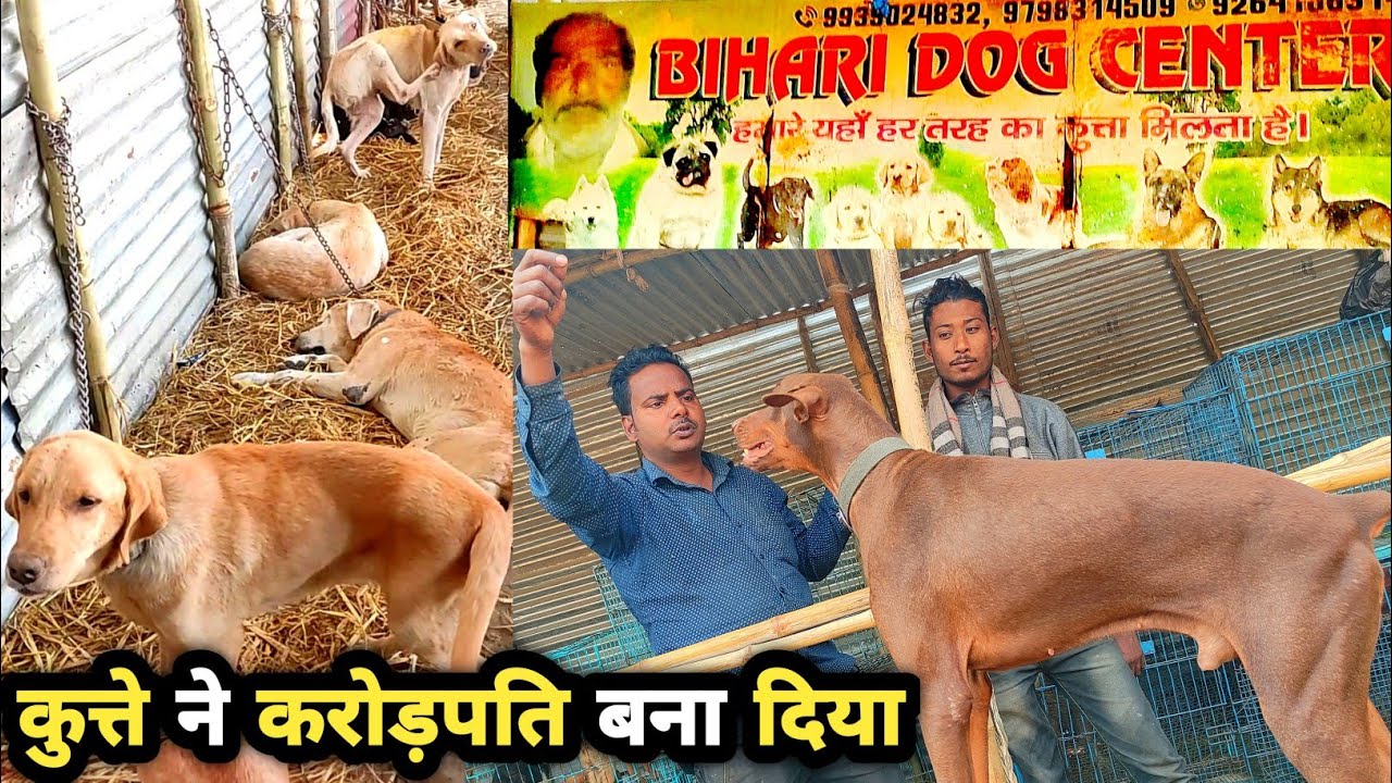कुत्ता पालन में कितनी कमाई? | Dog breeding business | dog farming - YouTube