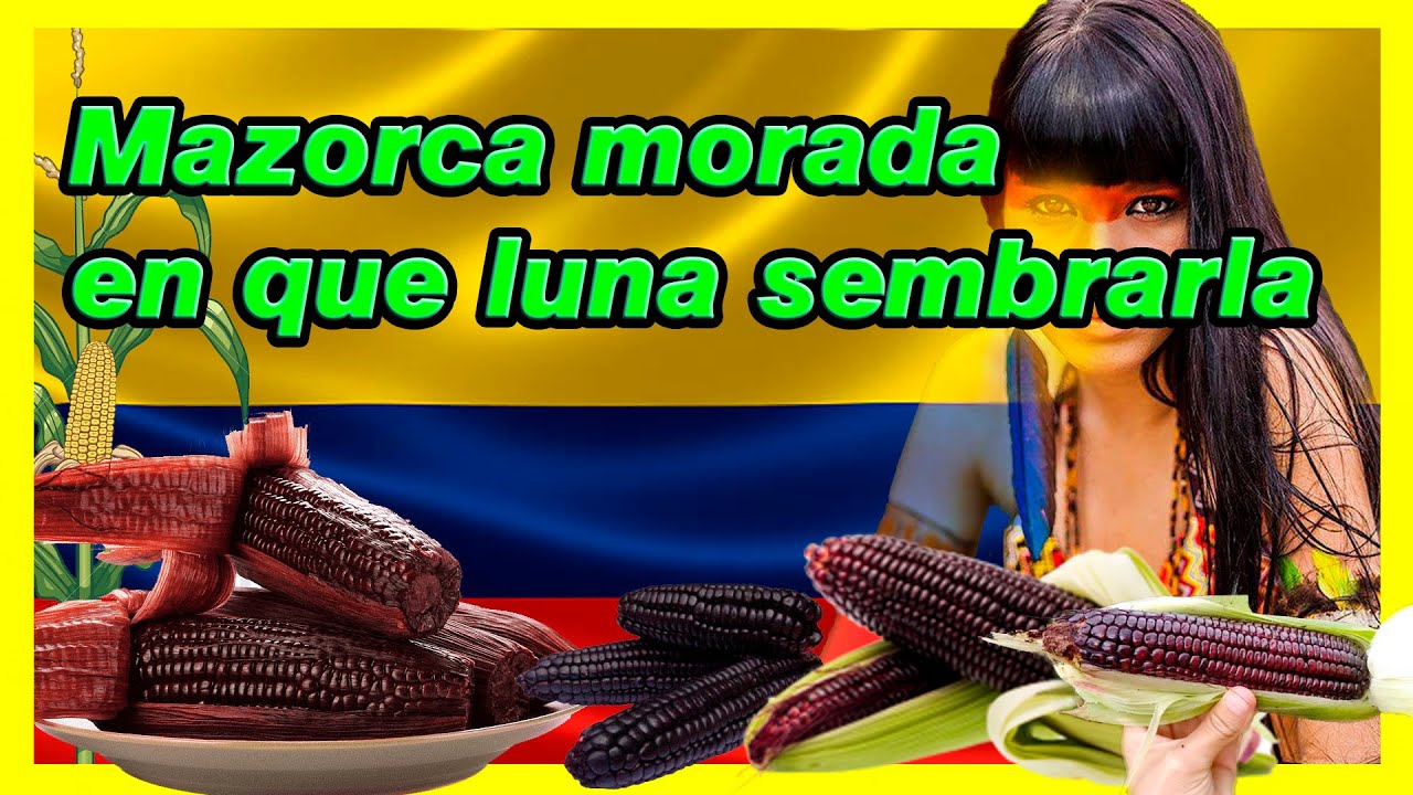 CONOZCA el MAÍZ (mazorca) morada y como sembrarla. - YouTube
