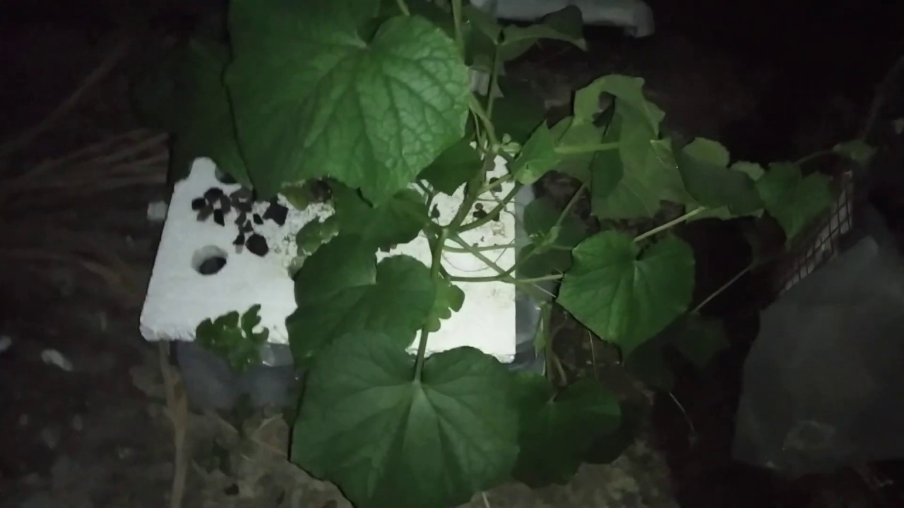 Hydroponic DWC cucumber update - YouTube