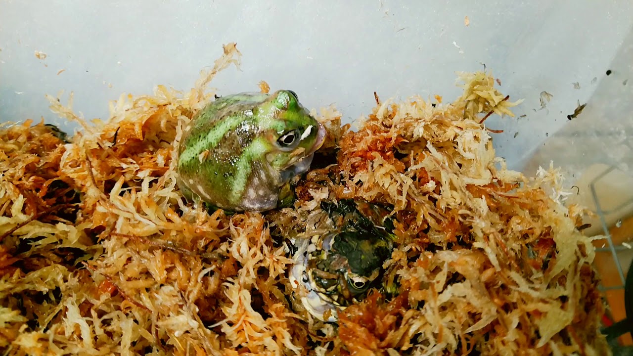 チャコガエルの様子。 The chacophrys pierrotti is just cute. - YouTube