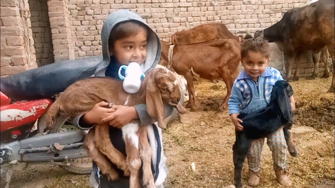 cute boys playing goat baby - YouTube
