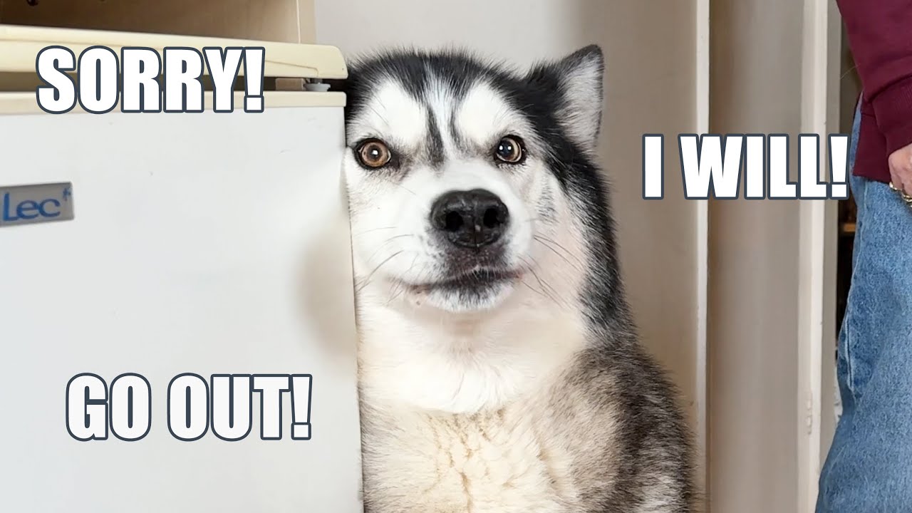 15 Times My Husky Spoke Perfect English! - YouTube