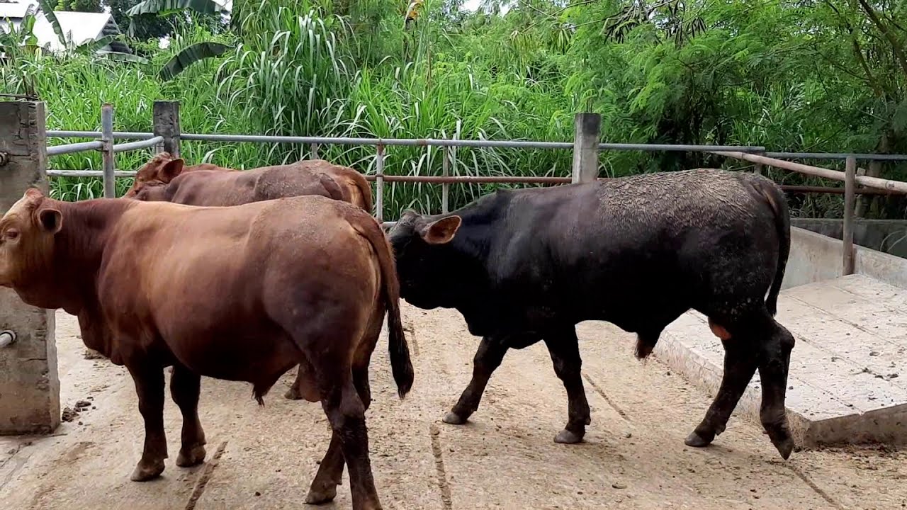 Simbra and Brangus in the Philippines - YouTube