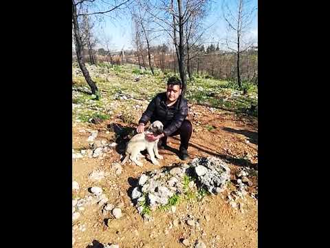 İki yavrumuza daha yuva bulduk.