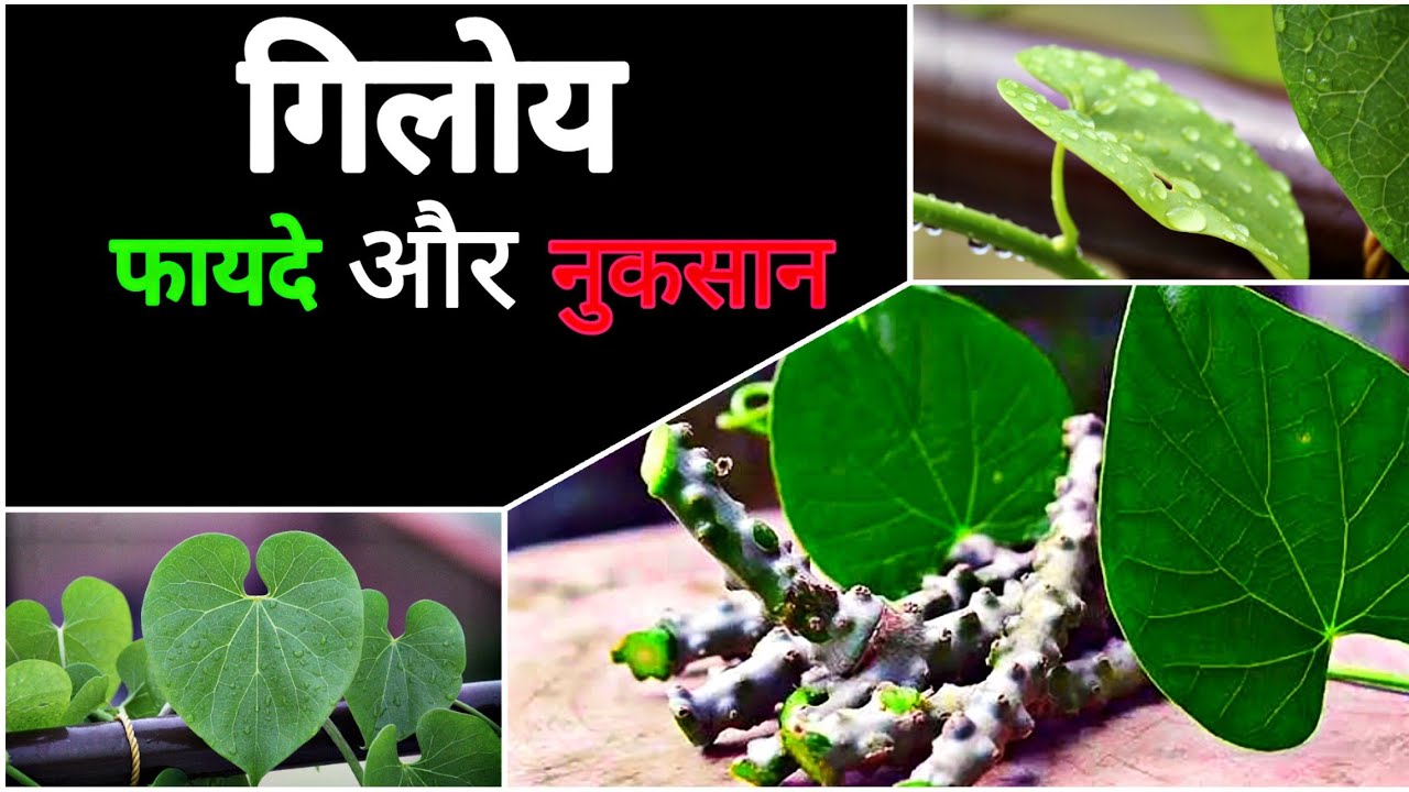 गिलोय के हैरान कर देने वाले फायदे | Shocking Benefits of Giloy in Hindi ...